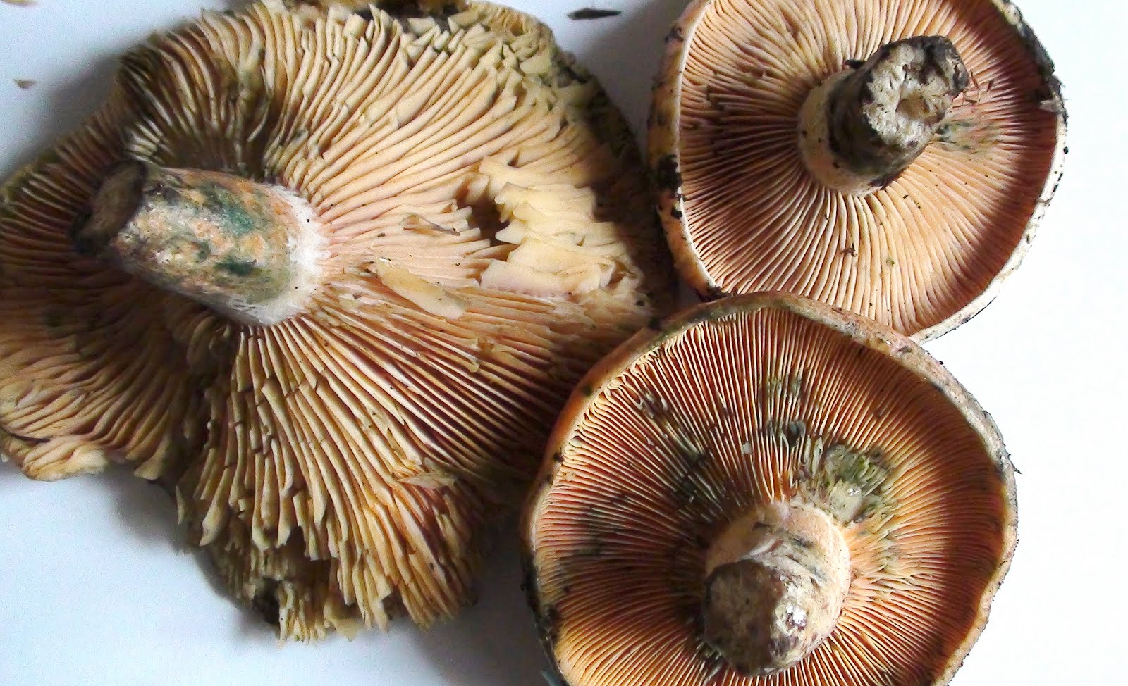 Experimental Food: ÇİNTAR YEMEĞİ - BİR KIŞ MANTARI