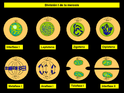 Biología y Geología: meiosis