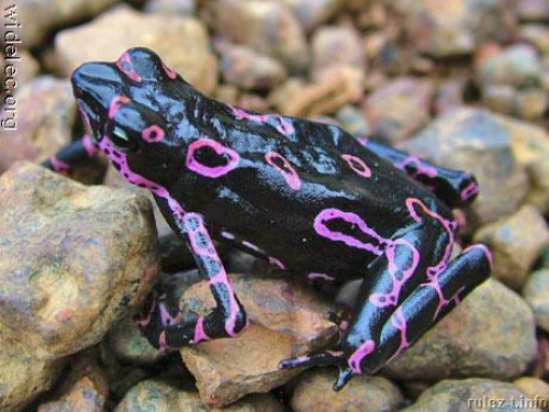 PraitthConstance: Galeria fotográfica: Las ranas más coloridas