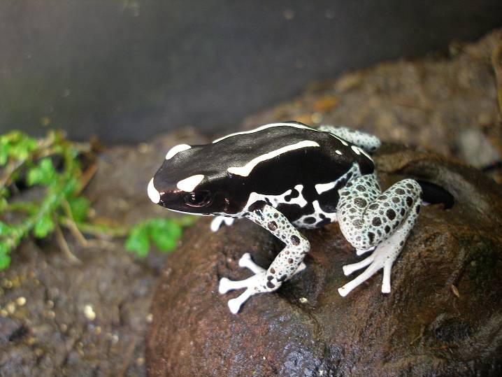 PraitthConstance: Galeria fotográfica: Las ranas más coloridas