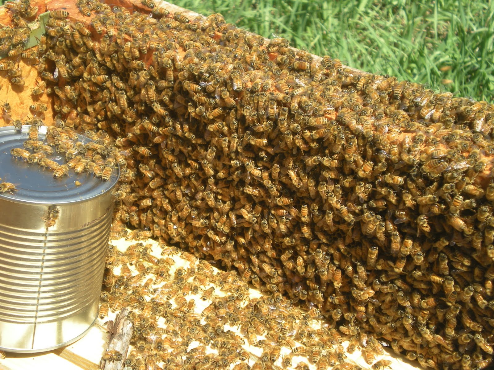 Hess Family: When the dog bites, when the bee stings...