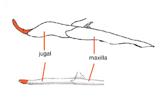 The Theropod Database Blog: Protoavis and friends coded 46% wrong by ...
