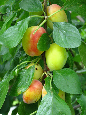 USEFUL or BEAUTIFUL: Each peach, pear, plum