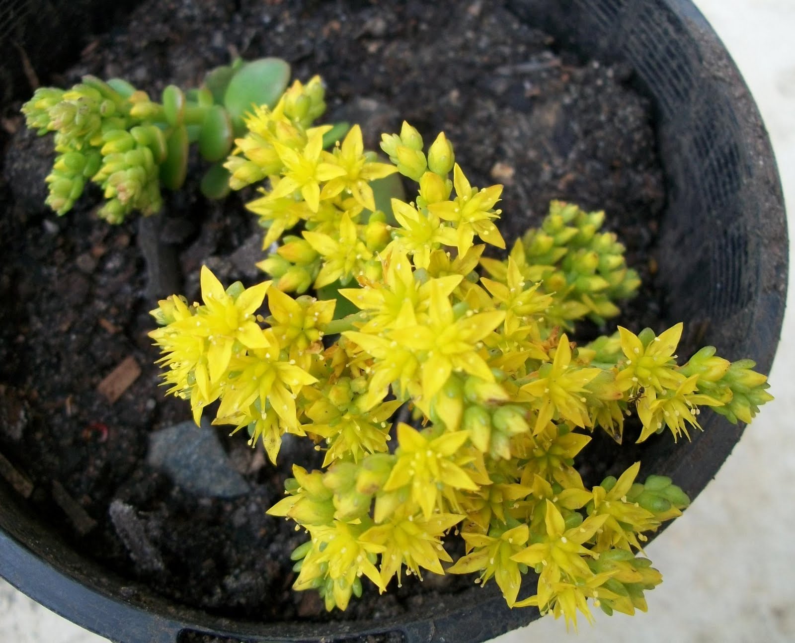 Al's Plants For Sale: Flowering Succulents