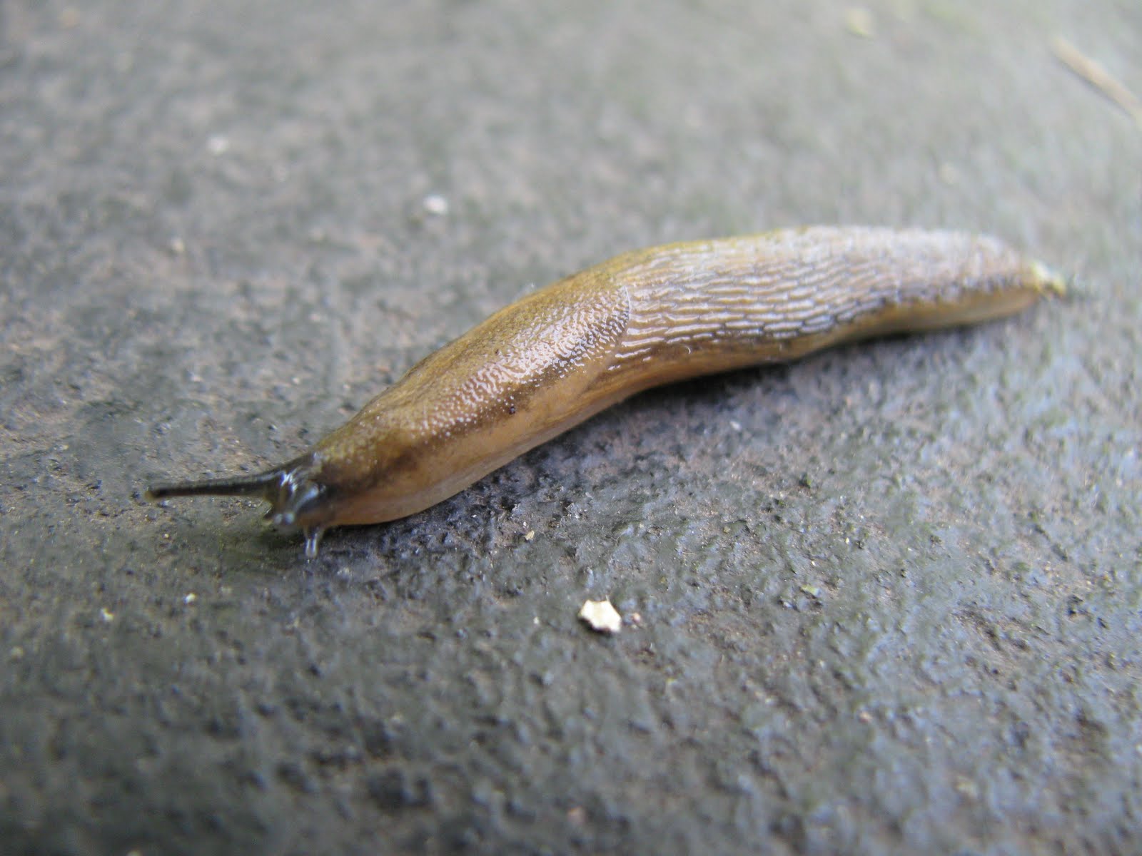 PALMER LAKE PARK NATURE BLOG •: Slugs and Bugs and Such