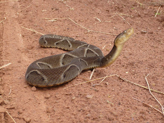 SERES VIVOS E NATUREZA: JARARACA-DO-CAMPO