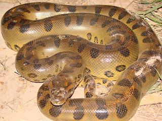 SERES VIVOS E NATUREZA: SUCURI