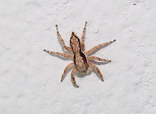 SERES VIVOS E NATUREZA: PAPA MOSCA