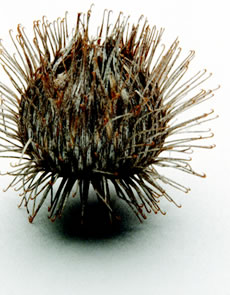 Los Ingredientes de La Vida: "El Velcro"