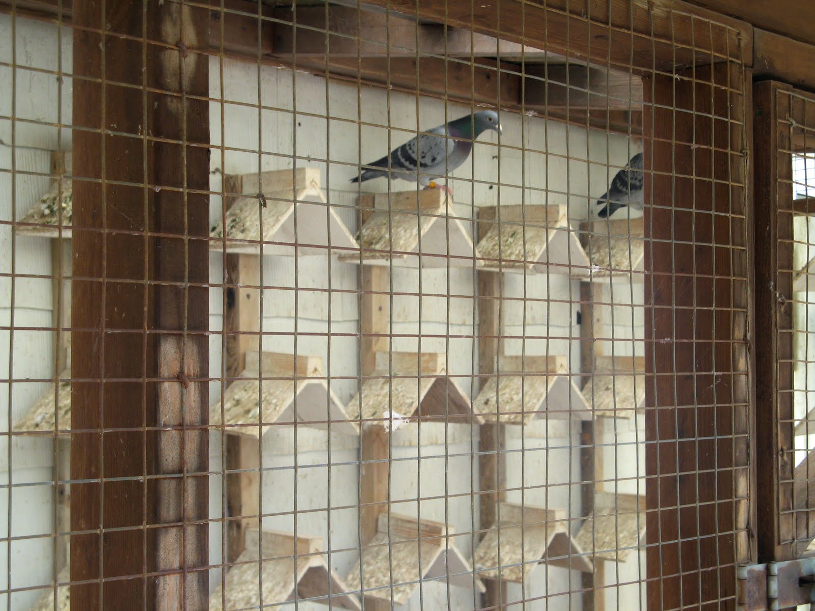 My Beginnings with Racing Pigeons
