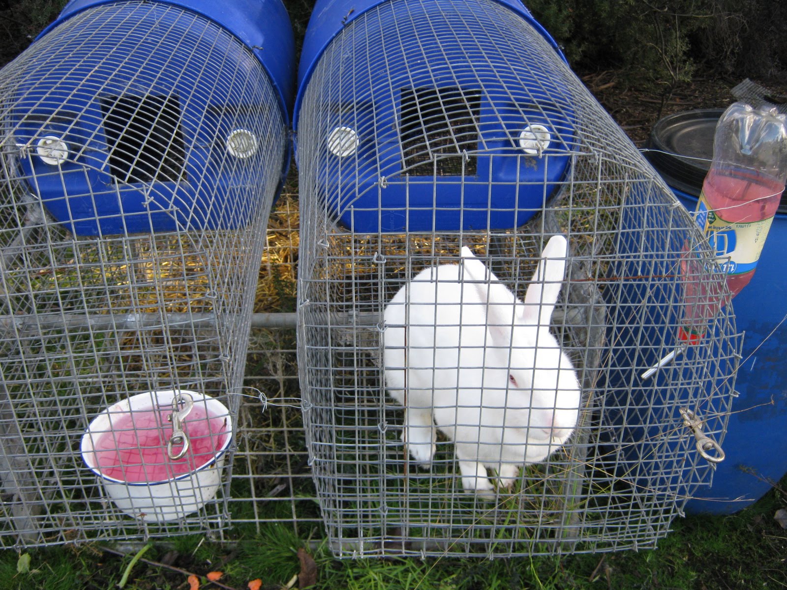 Why Farm Meat Rabbits: Good Breeding Doe's To Start With