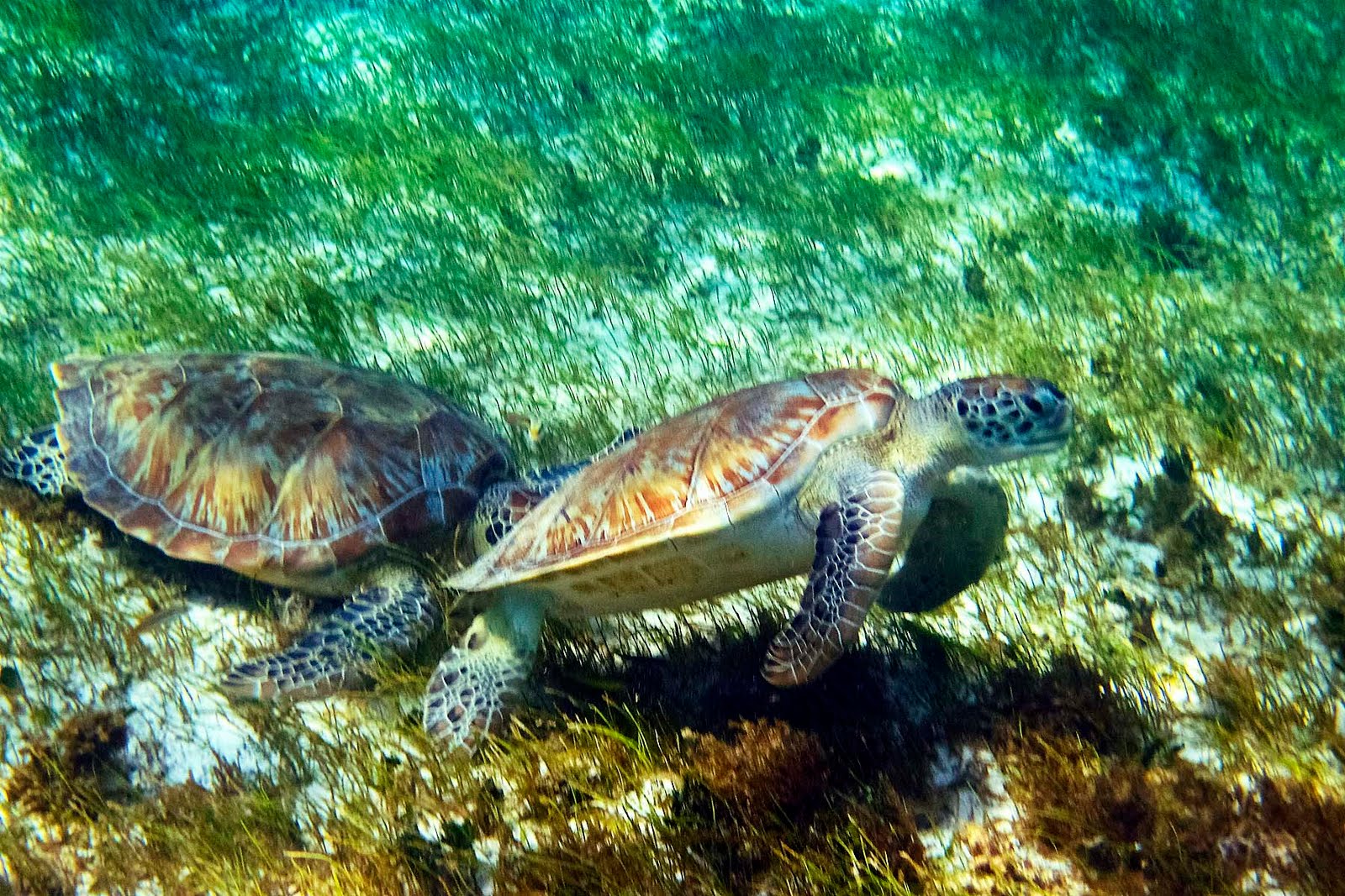 log of the anhinga: July 28 - August 1, 2010... Tobago Cays