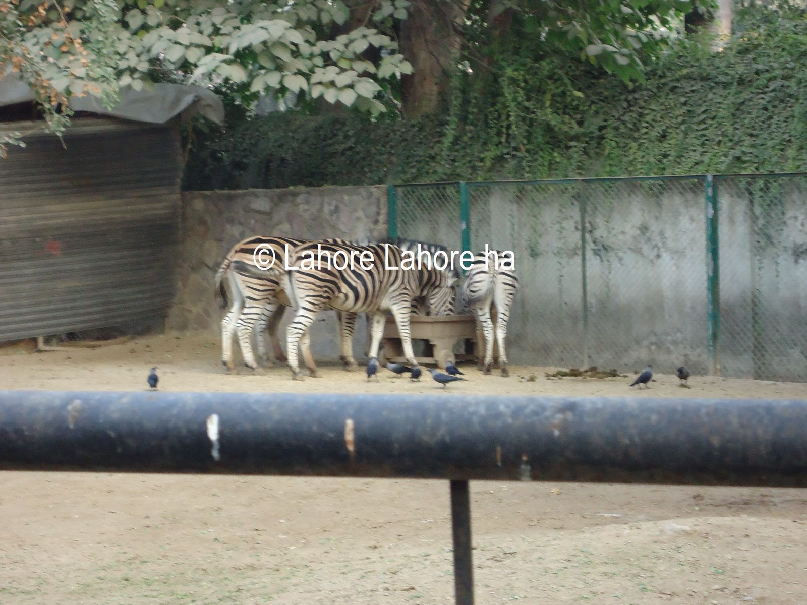 Lahore Lahore Ha: Lahore Zoo