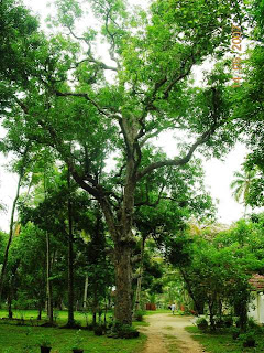 Song of the waves - Parayil A. Tharakan Blog: Mango trees: 'ottu mavu ...