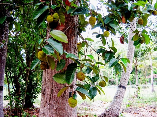 Song of the waves - Parayil A. Tharakan Blog: Anjili, a tree of many uses