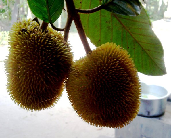 Song of the waves - Parayil A. Tharakan Blog: Anjili, a tree of many uses