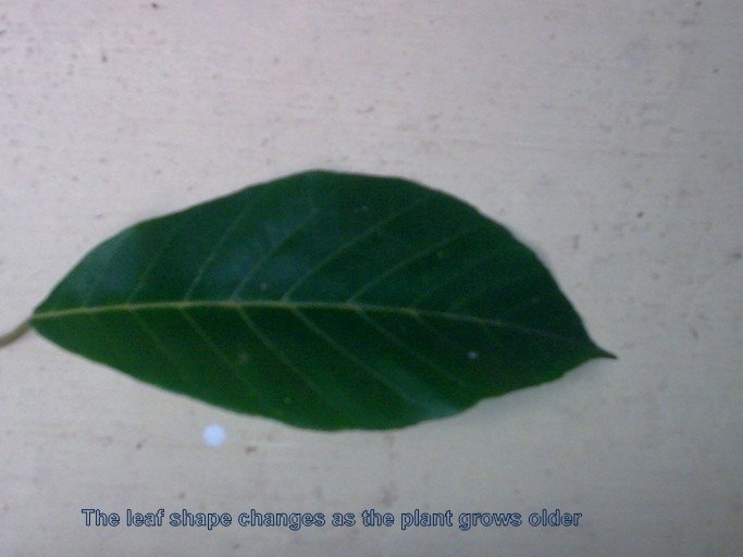 Song of the waves - Parayil A. Tharakan Blog: Anjili, a tree of many uses