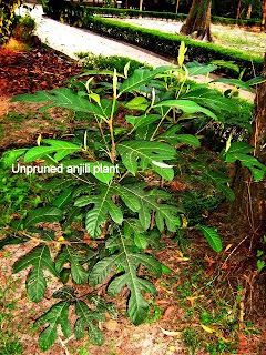 Song of the waves - Parayil A. Tharakan Blog: Anjili, a tree of many uses