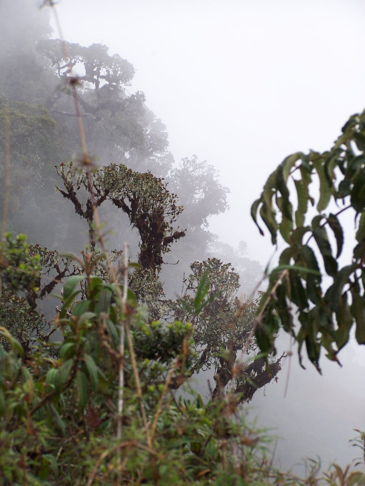 Las ocho regiones naturales del Peru: YUNGA
