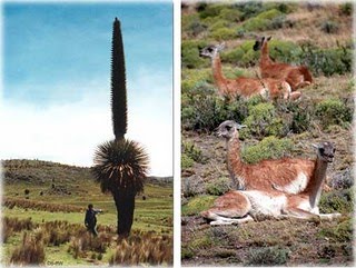 Las ocho regiones naturales del Peru: REGION SUNI