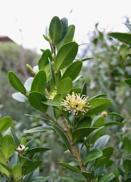 Flores y Palabras: Boj común