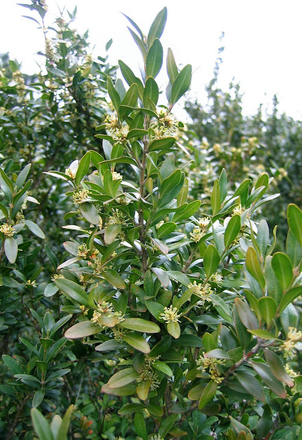 Flores y Palabras: Boj común