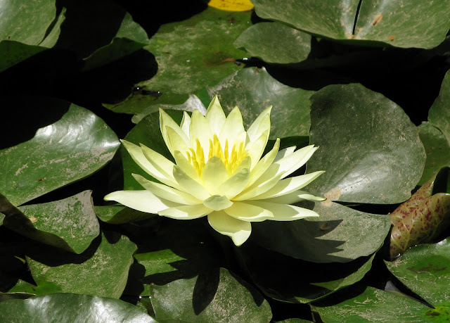 Flores y Palabras: Nenúfar