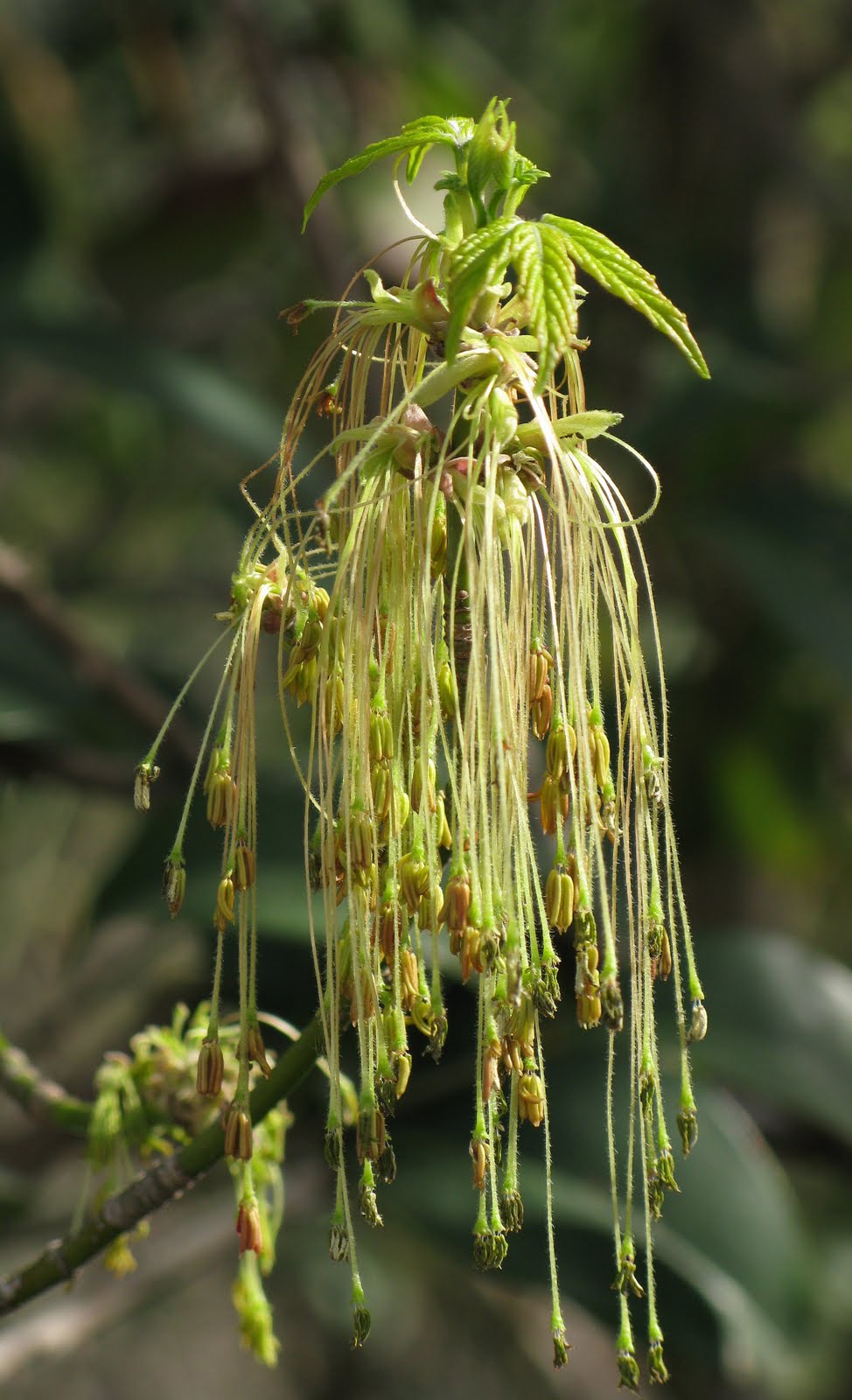 Flores y Palabras: Acer negundo (II)