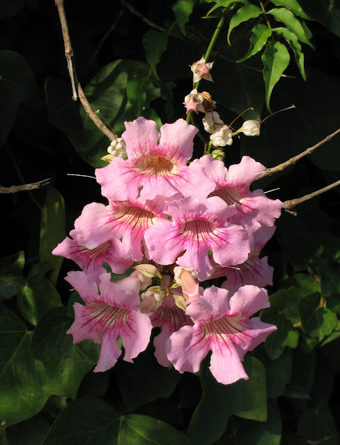 Flores y Palabras: Bignonia rosa