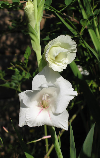Flores y Palabras: Gladiolo blanco