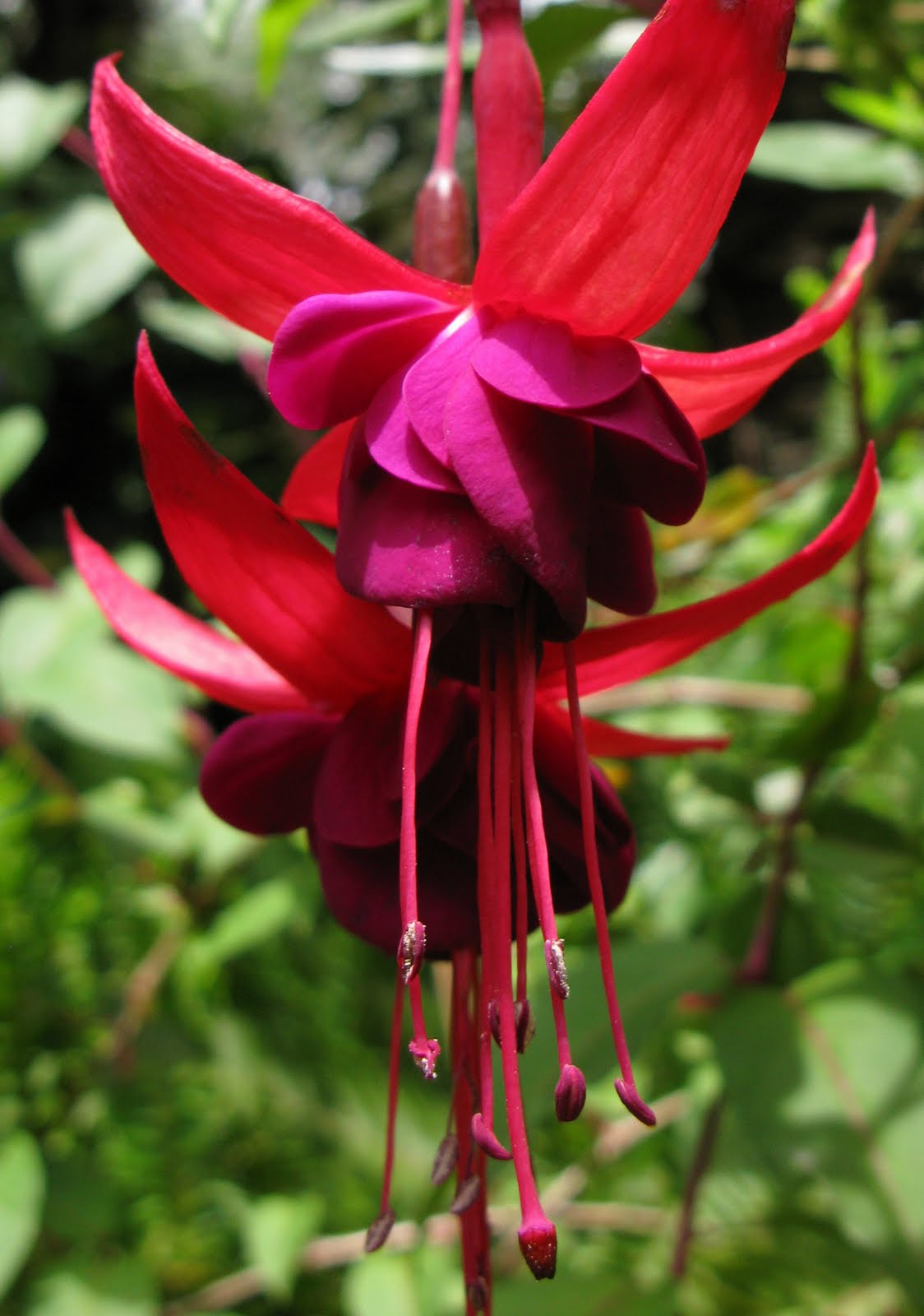 Flores y Palabras: Fucsia (II)