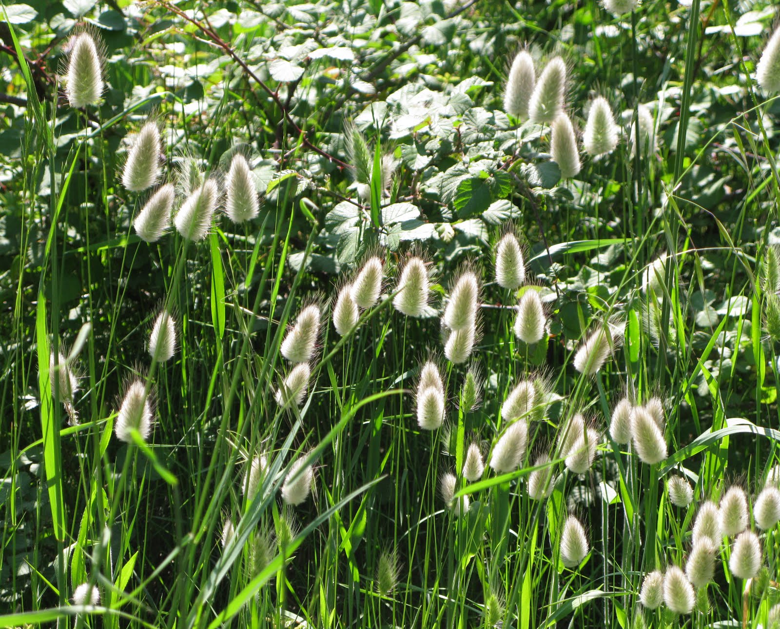 Flores y Palabras: Al trasluz