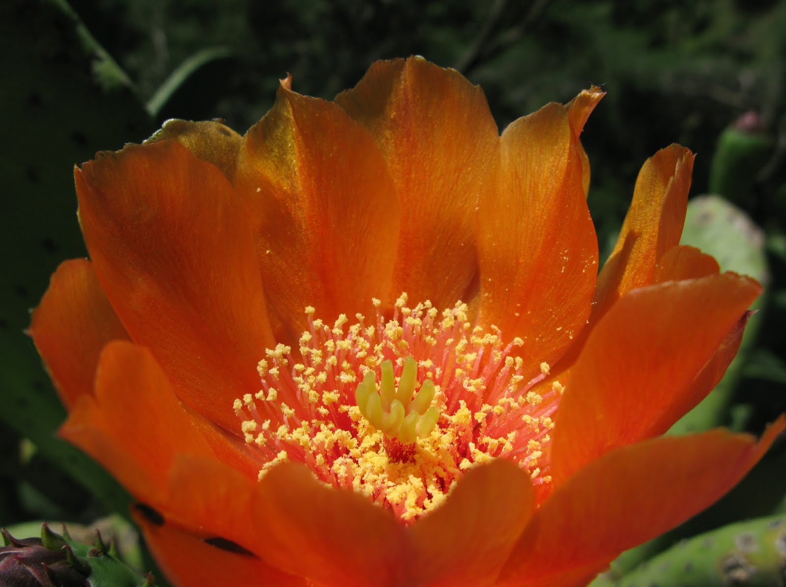 Flores y Palabras: Más flores de chumbera