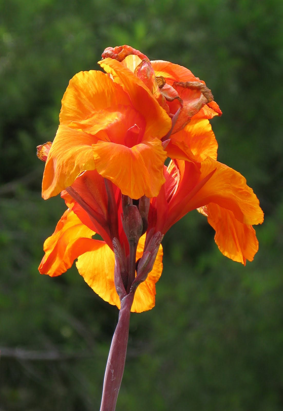 Flores y Palabras: Canna indica (II)
