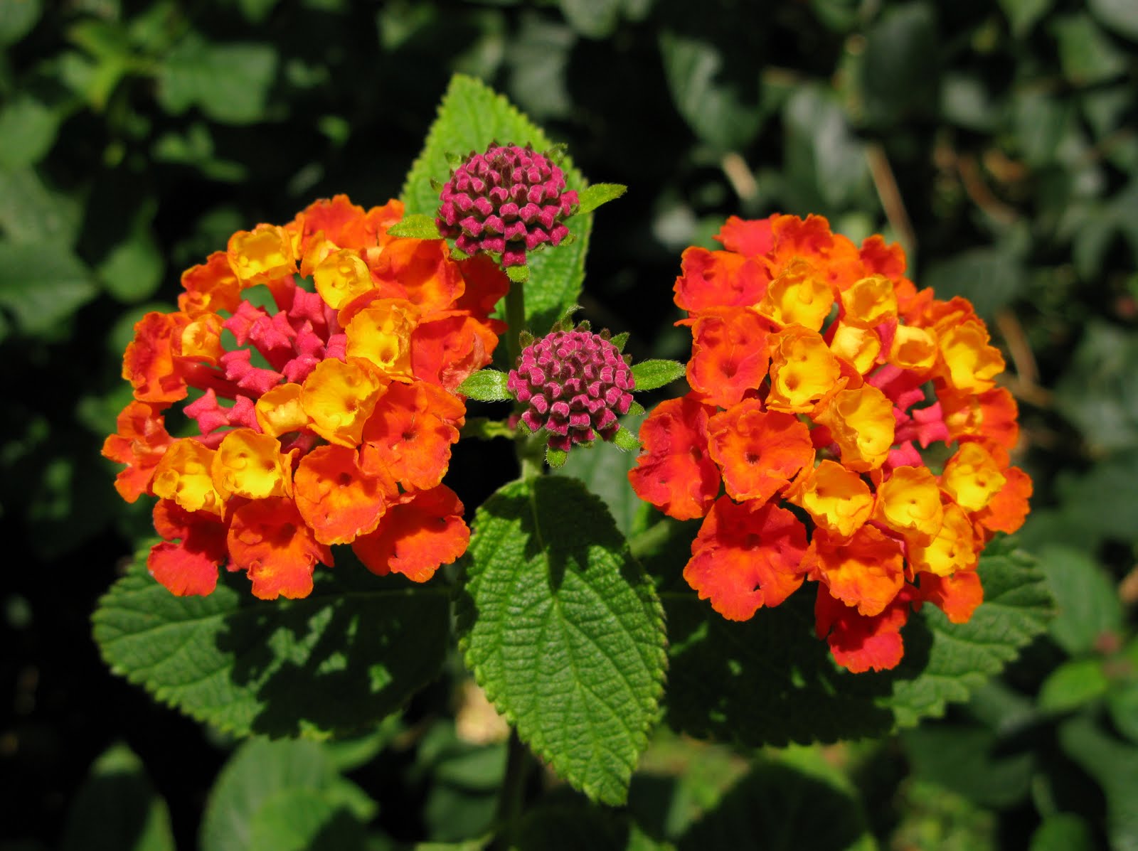 Flores y Palabras: Lantana camara