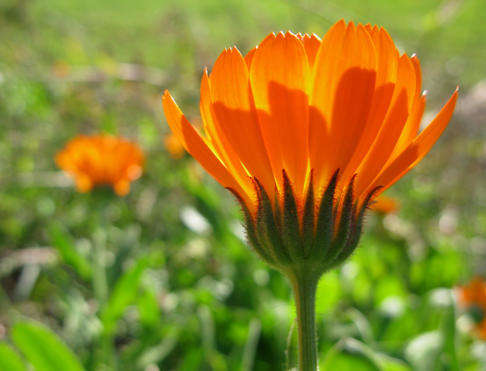 Flores y Palabras: Más caléndulas