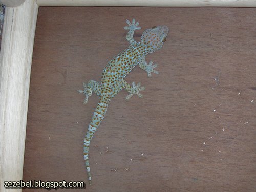 lovely pets: Health Benefits of tokek gecko lizard