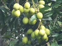 makanan sehat: bacang dan kweni