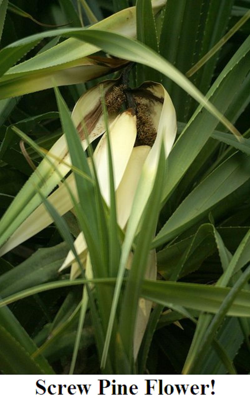 POEMUSIMATHESOPHY: SRI BRAHMACHALAM