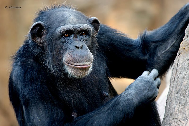 Chimpancé.