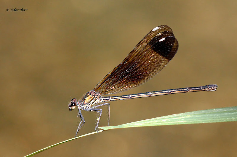 Zygoptera.