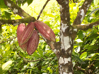 The Chocolate Farm: The History of the Chocolate Farm