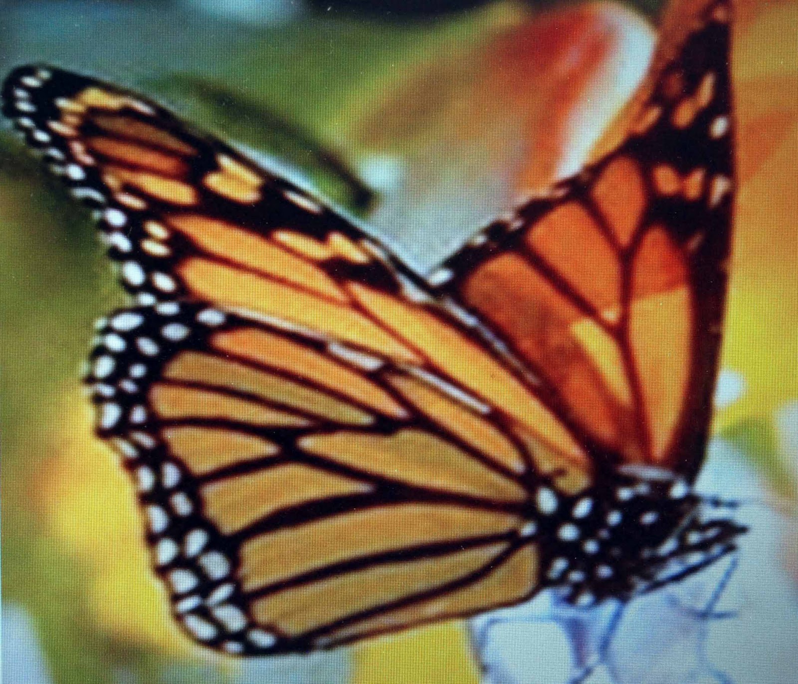 Los bosques de la mariposa monarca