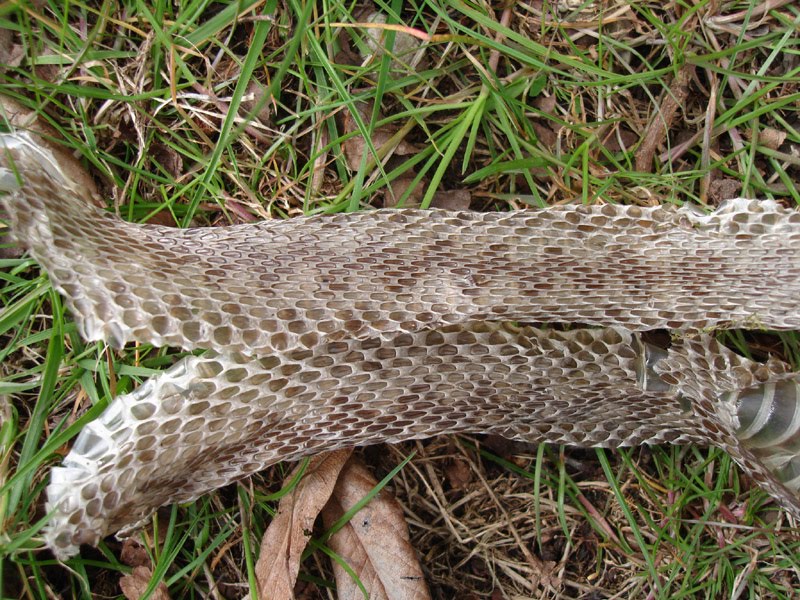 MERSEA WILDLIFE: SLOUGHED SKIN