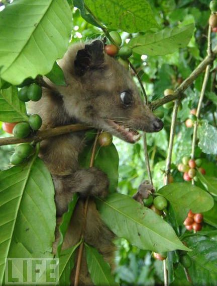 alkurawi: CARA KOPI MUSANG DIHASILKAN