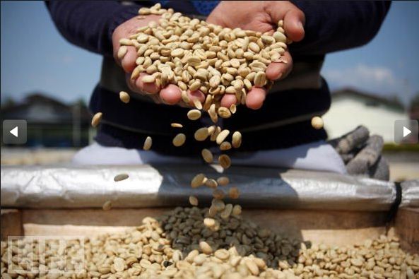 alkurawi: CARA KOPI MUSANG DIHASILKAN