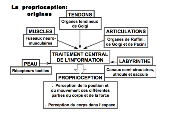 Dictionnaire de psychomotricité: Proprioception