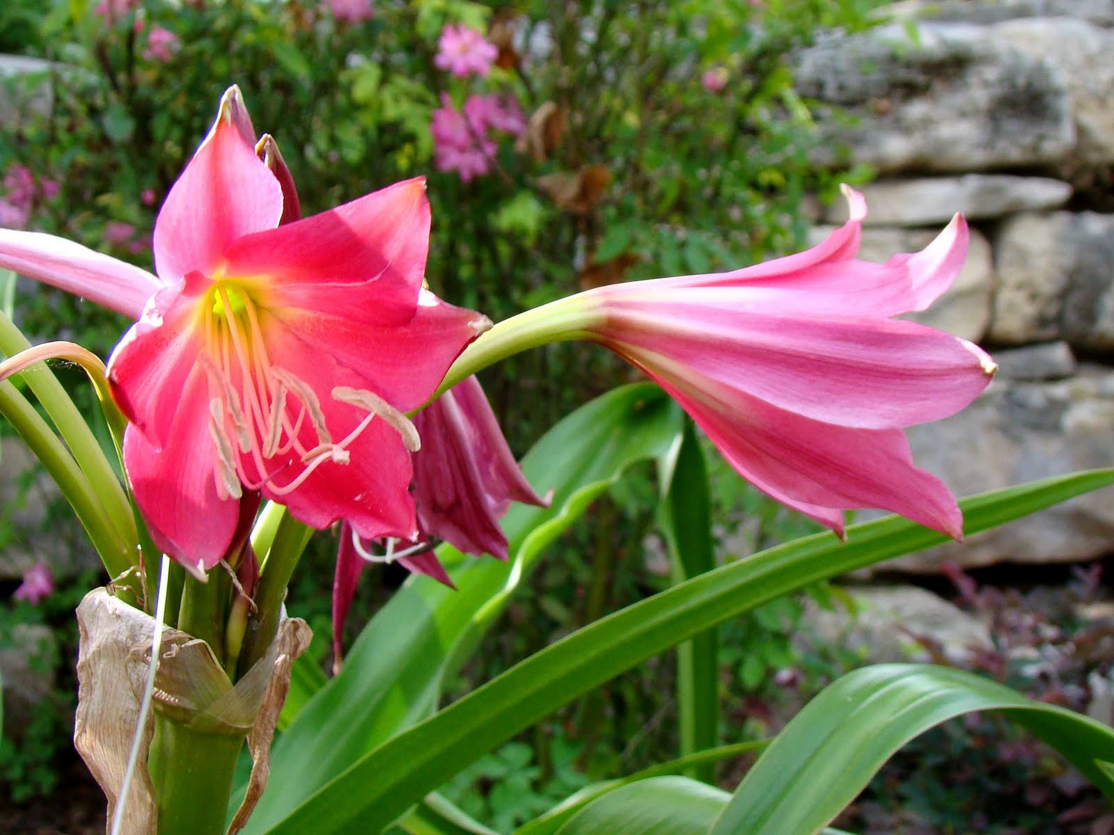 Bean Street Market Blog: Pink Lilies at the Rock Fence