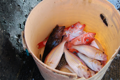 The Beancounter: Dalahican Fish Port, Lucena City – Fruits of the Sea