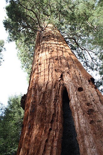 Our Cabin at Sequoia Crest...: The Famous Stagg Tree